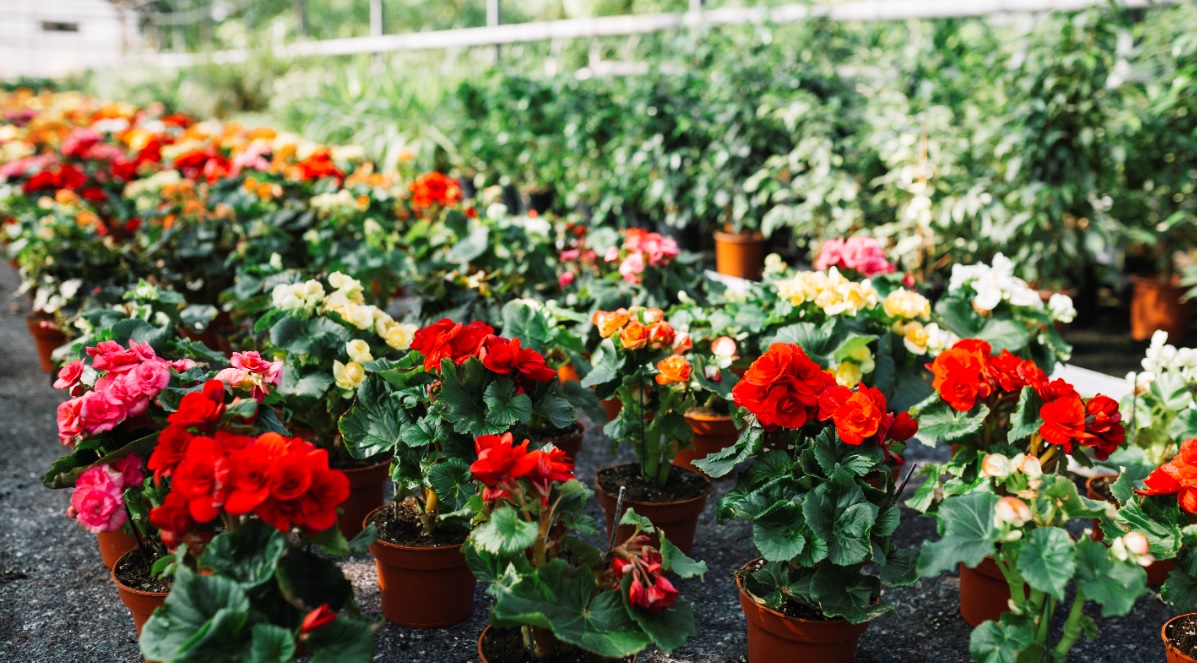 Botánica en Tiempos modernos y sus beneficios | Revista Spatium_